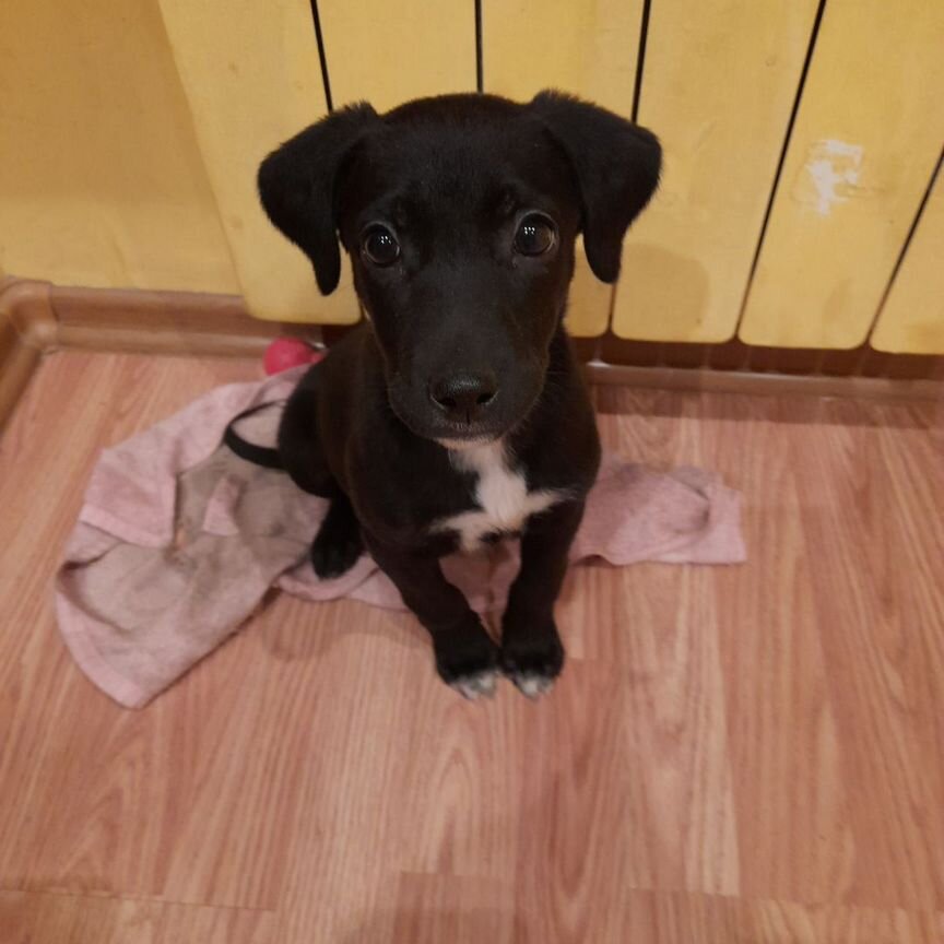 Отдам найдёныша