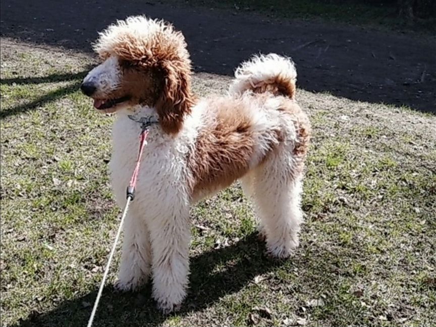 Пудель миниатюрный