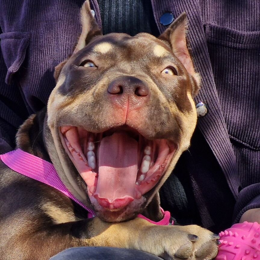 Американский булли