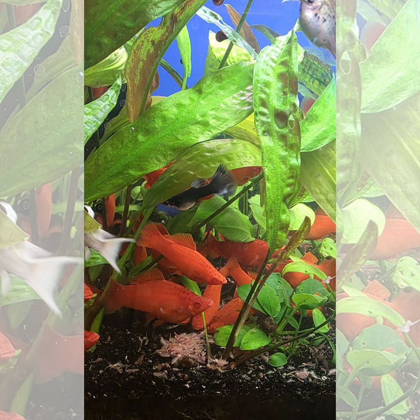 Меченосец рубин