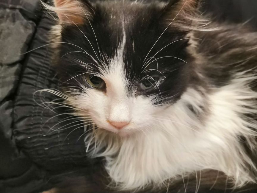 Котенок черно-белый