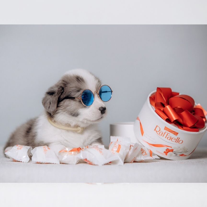 Вельш Корги Кардиган, щенок