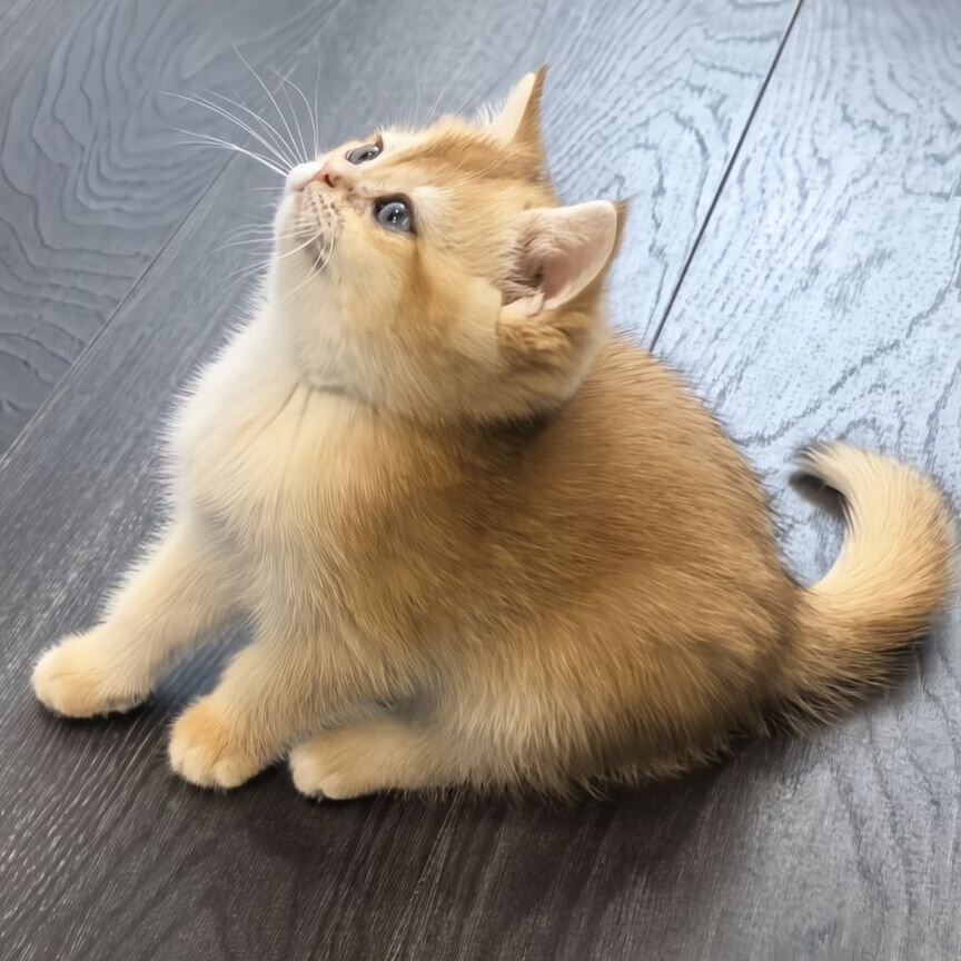 Британский короткошёрстный котёнок