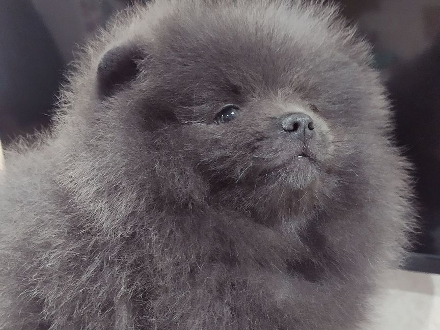 Голубая девочка шпиц