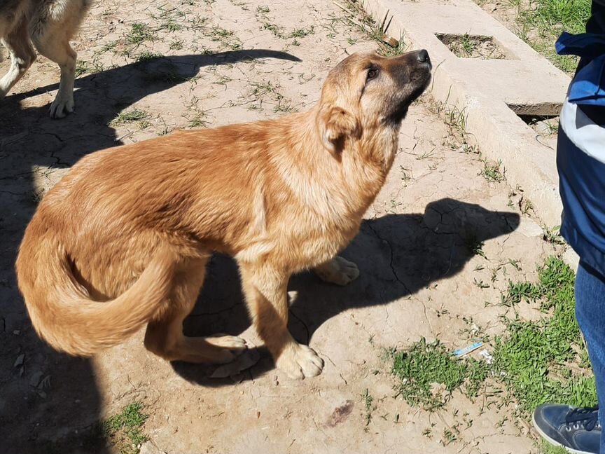 Пёсель Топа ищет дом