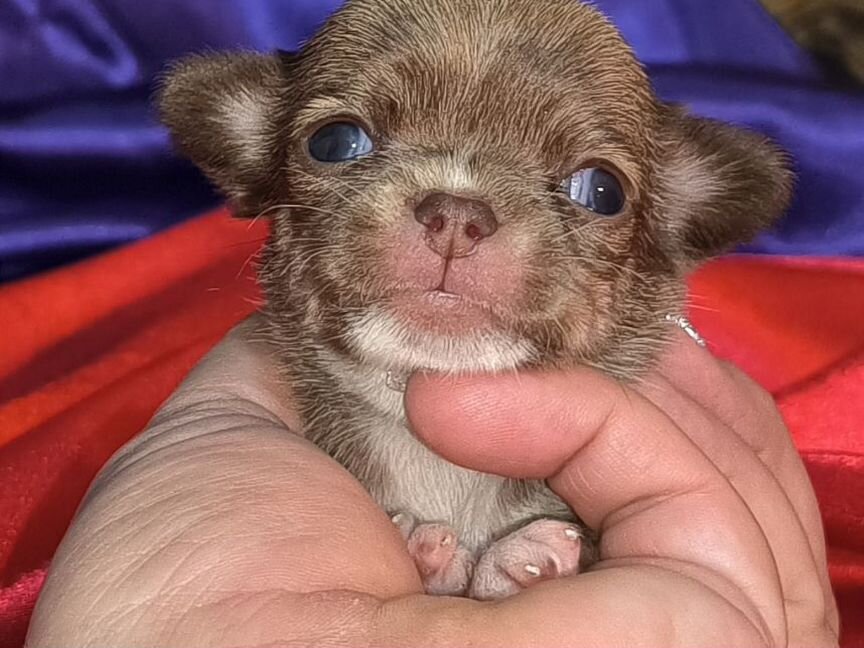 Померанский шпиц. Мальчик