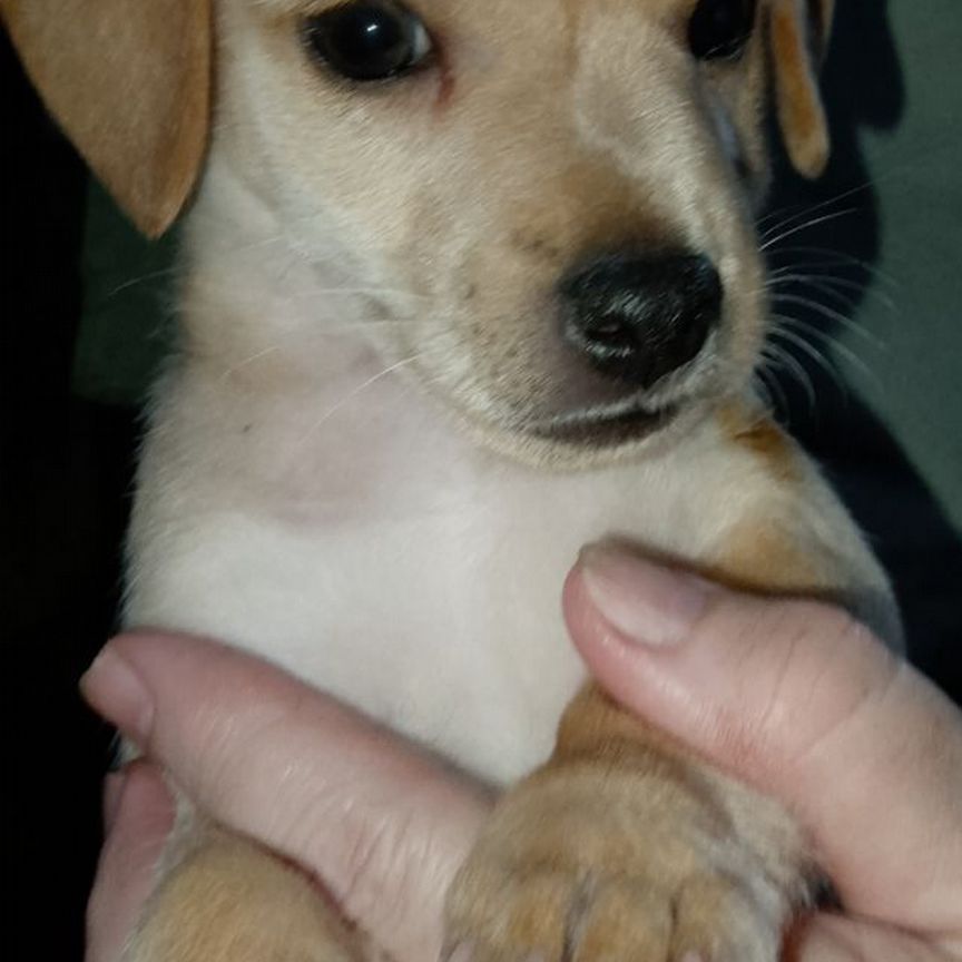 Щенки пинчера