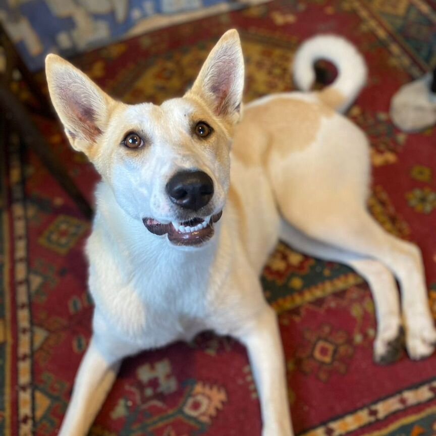 Собака в добрые руки