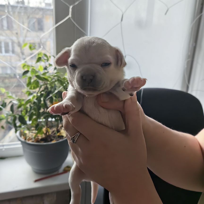 Щенки чихуахуа красавчики