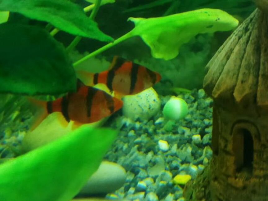 Рыба барбус glofish