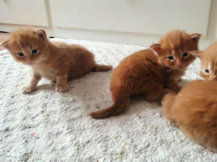 Котята мейн-кун рыжие