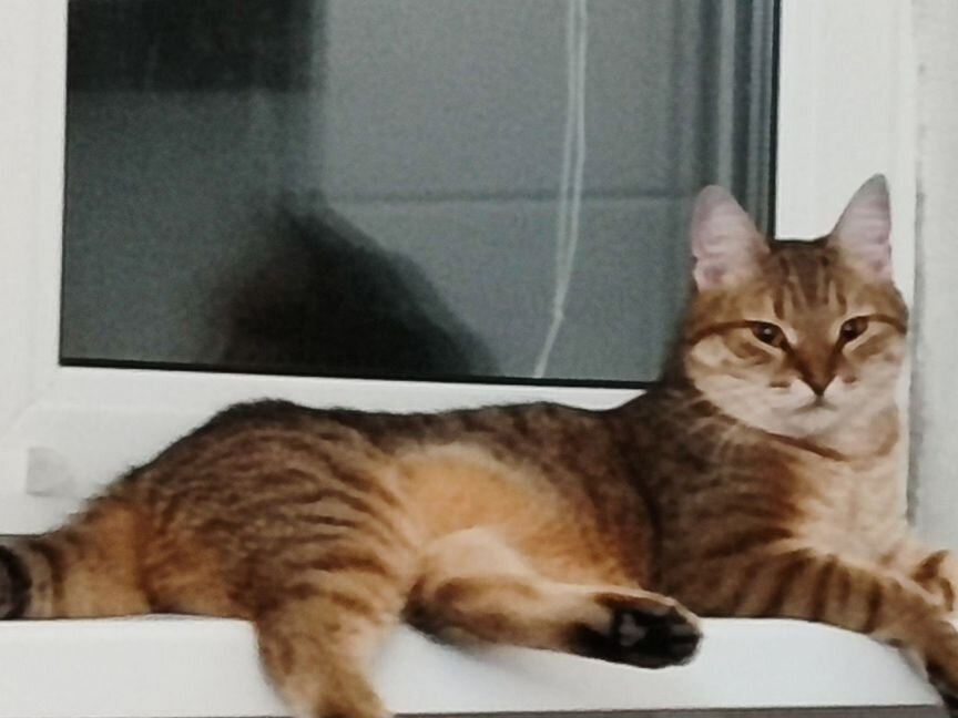 Метис Абиссинца