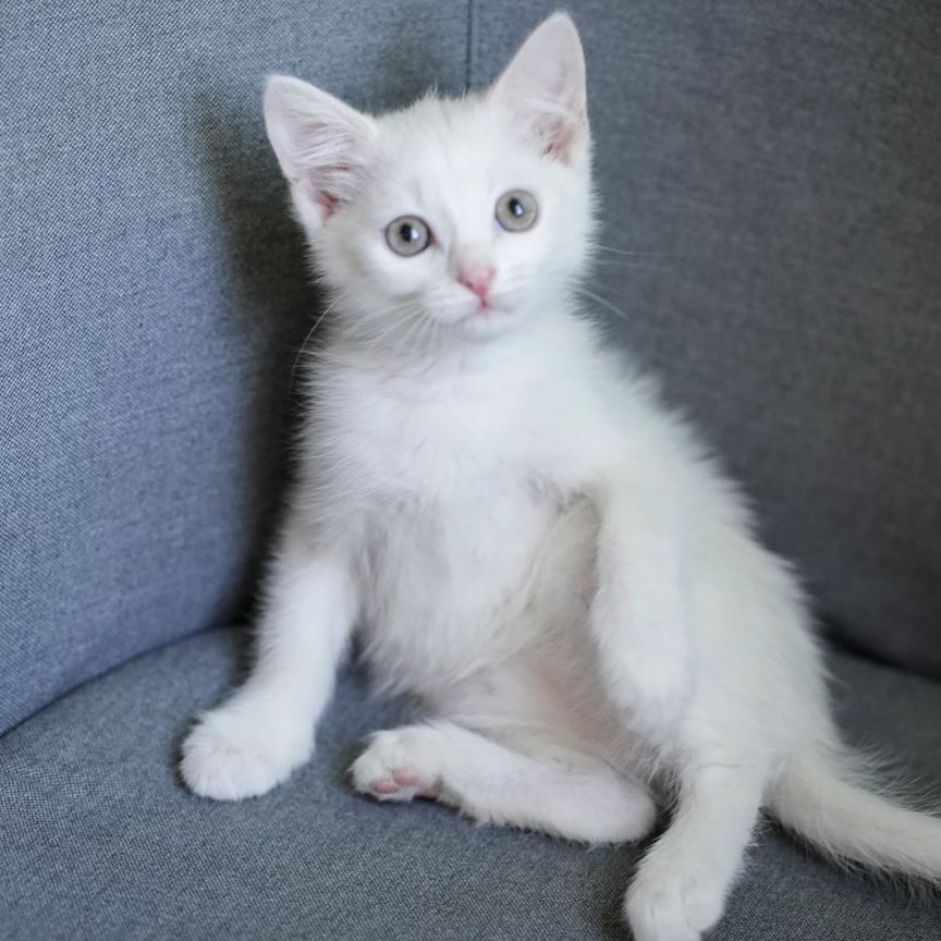 Котята као мани