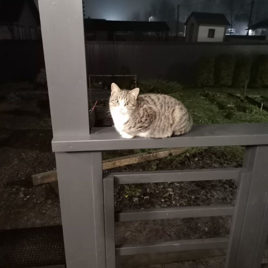 Кошка Маня 5 мес