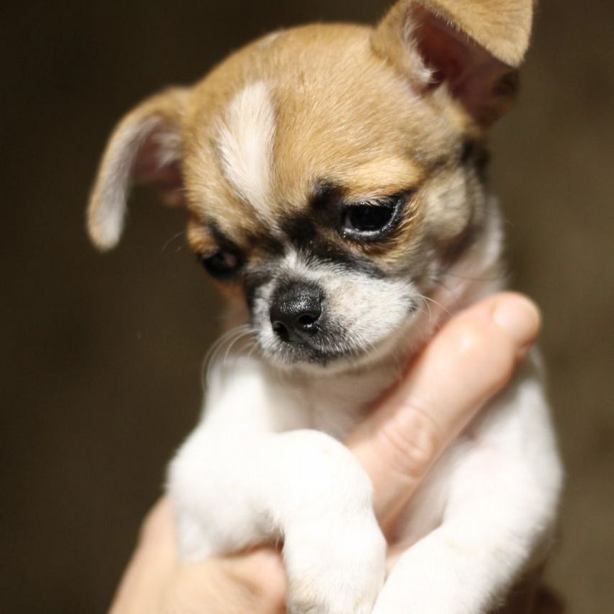 Чихуахуа кобелек