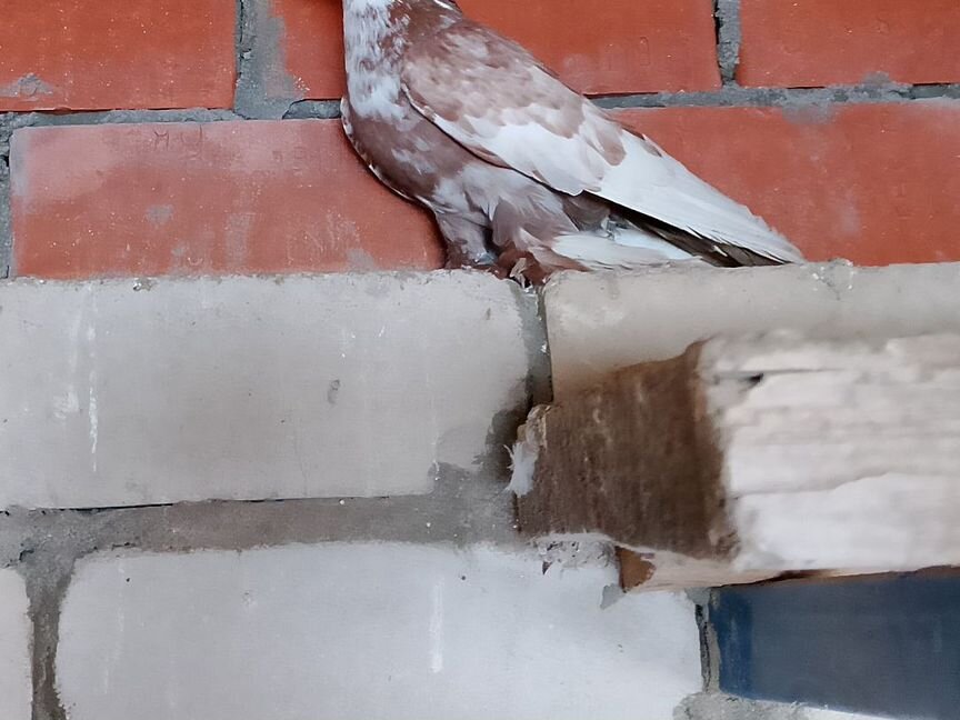 Голуби, бабочки, узбеки