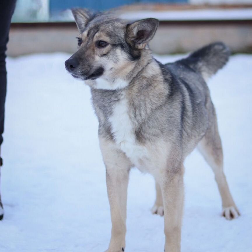 Собачка в добрые руки