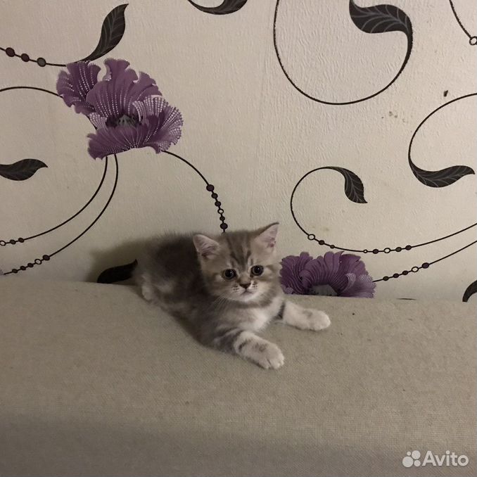 Шотландская девочка, прямоушка