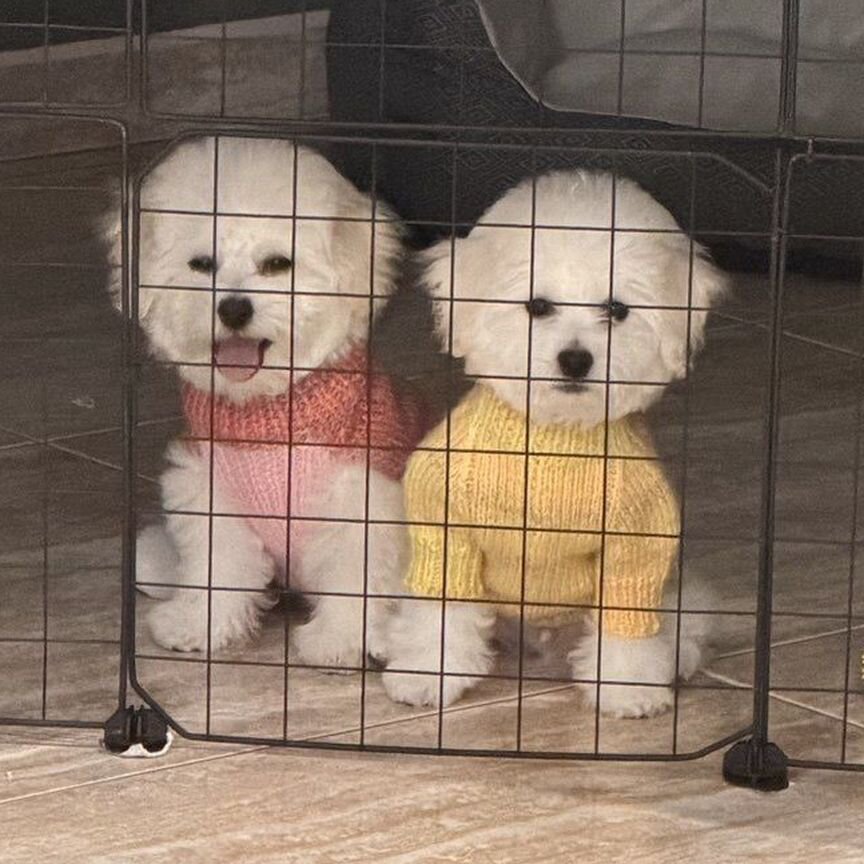 Бишон фризе, щенок