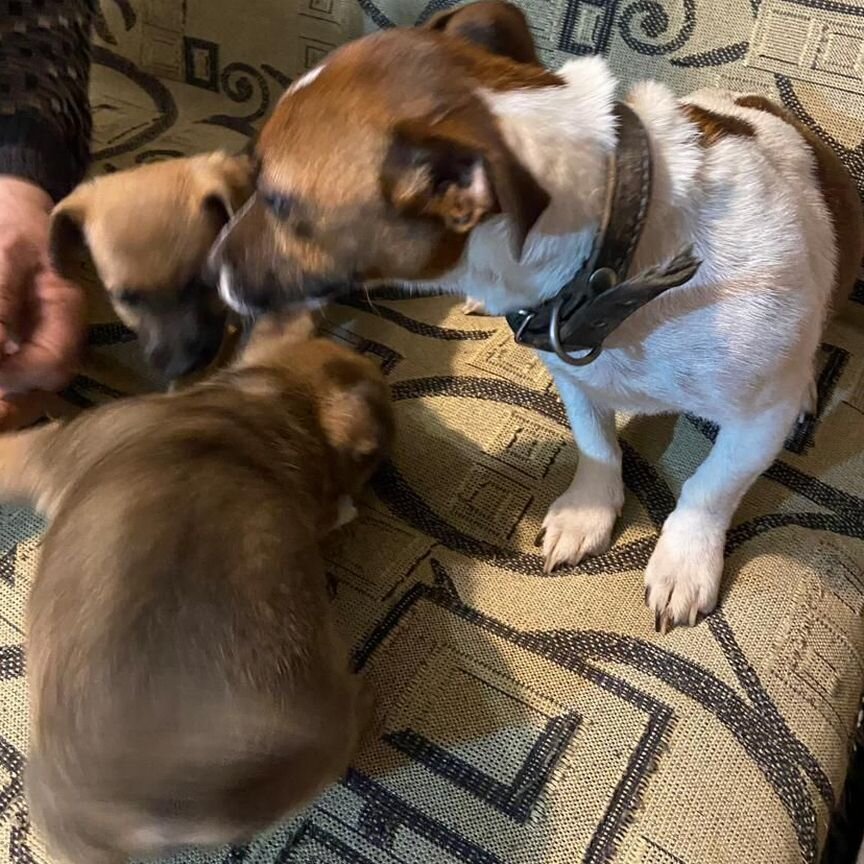 Джек-рассел-терьер, щенок