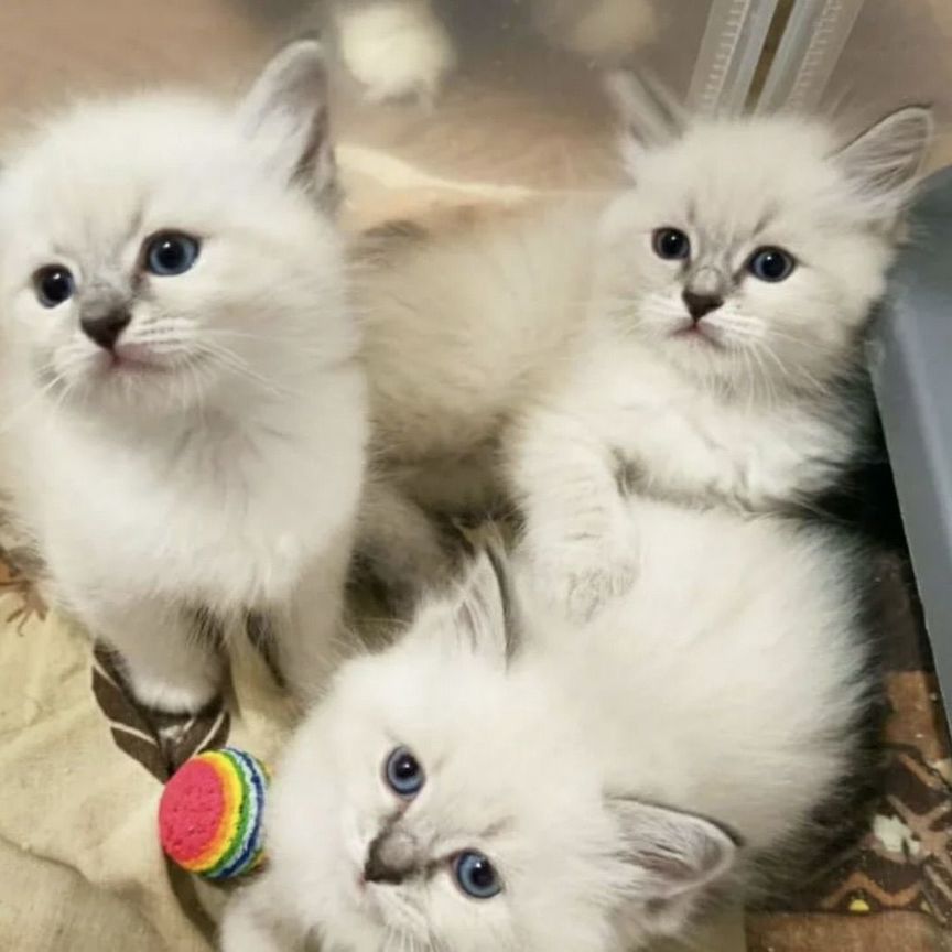 Невские парни