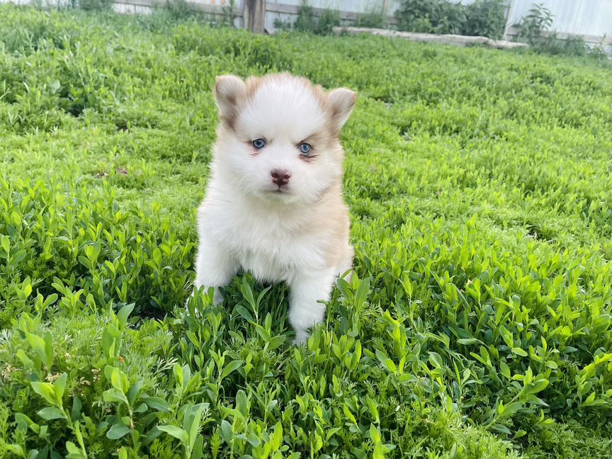 Щенки Помски