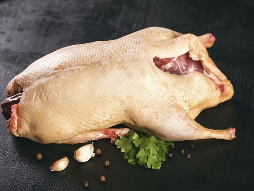 Молодые индоутки