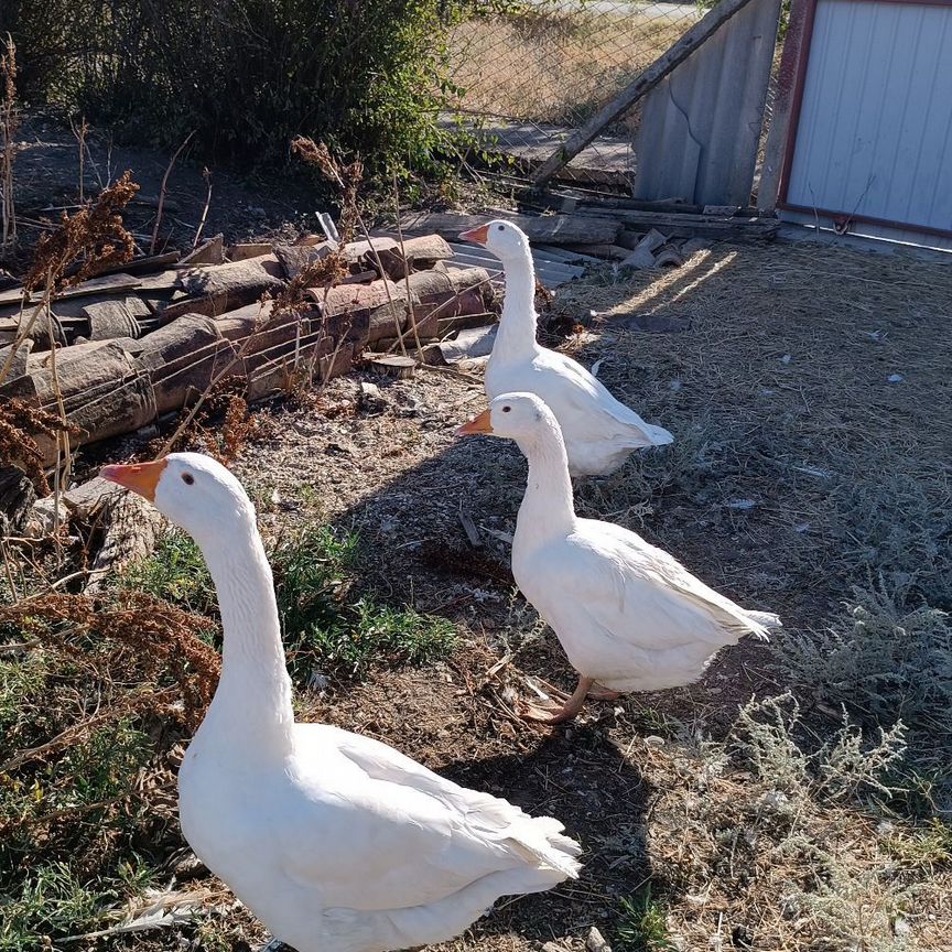 Гуси домашние