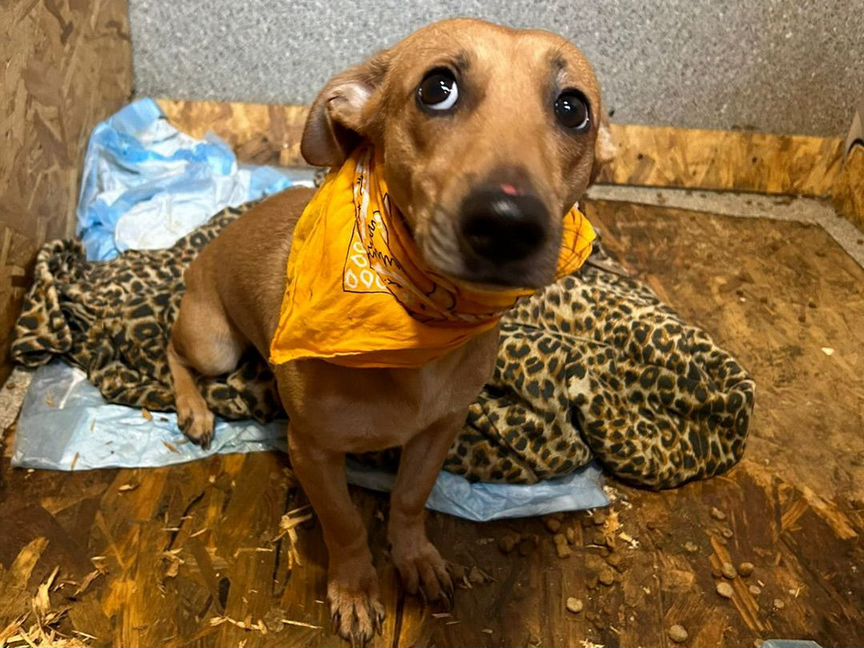 Маленький песик в приюте, нужен дом