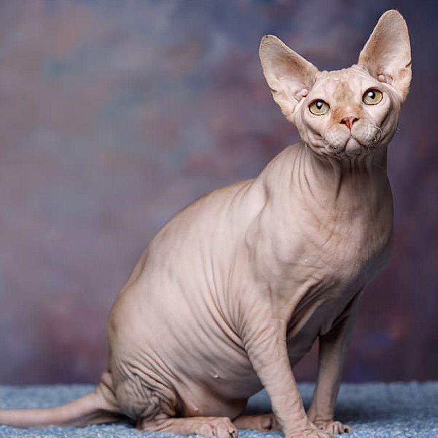 Канадский сфинкс