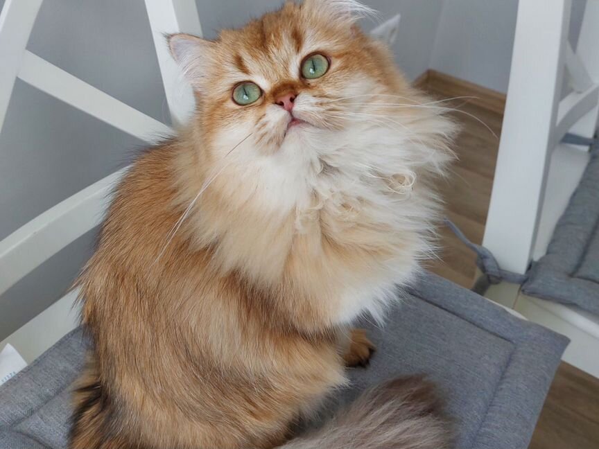 Британская кошка