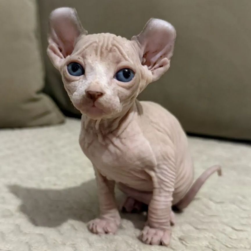 Эльф котёнок