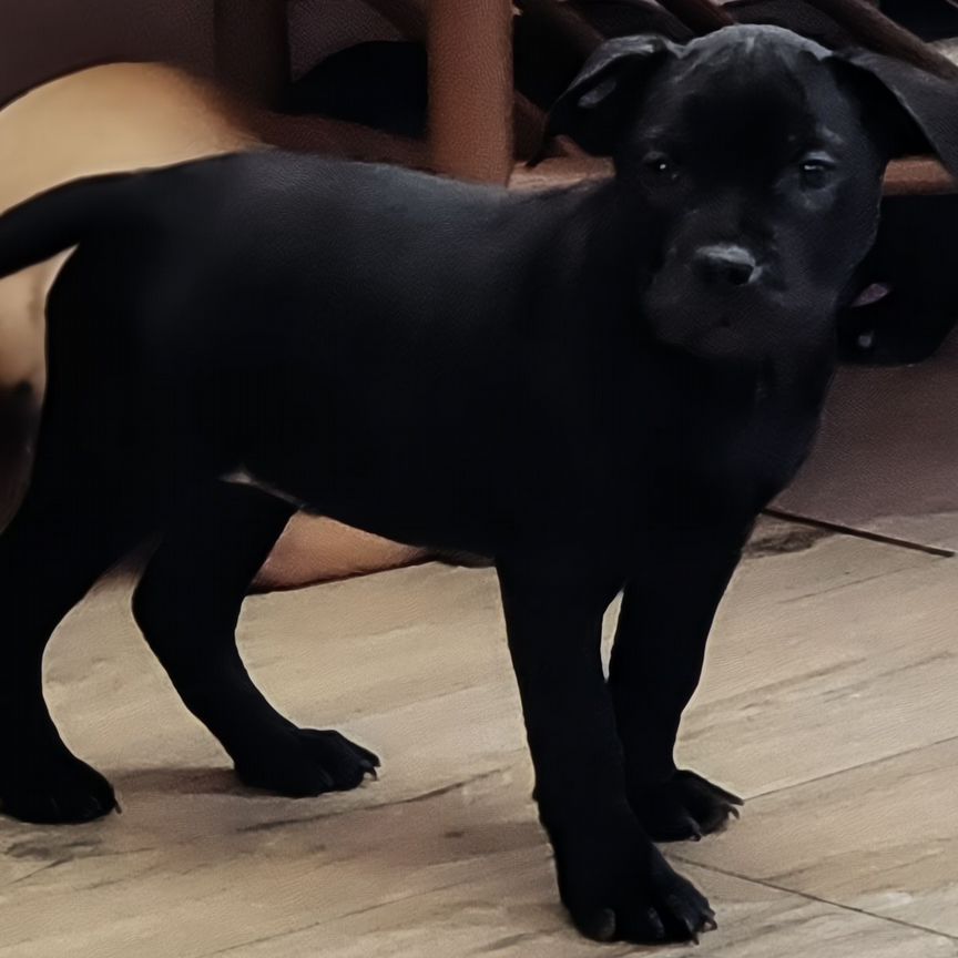 Ка-де-бо, щенок