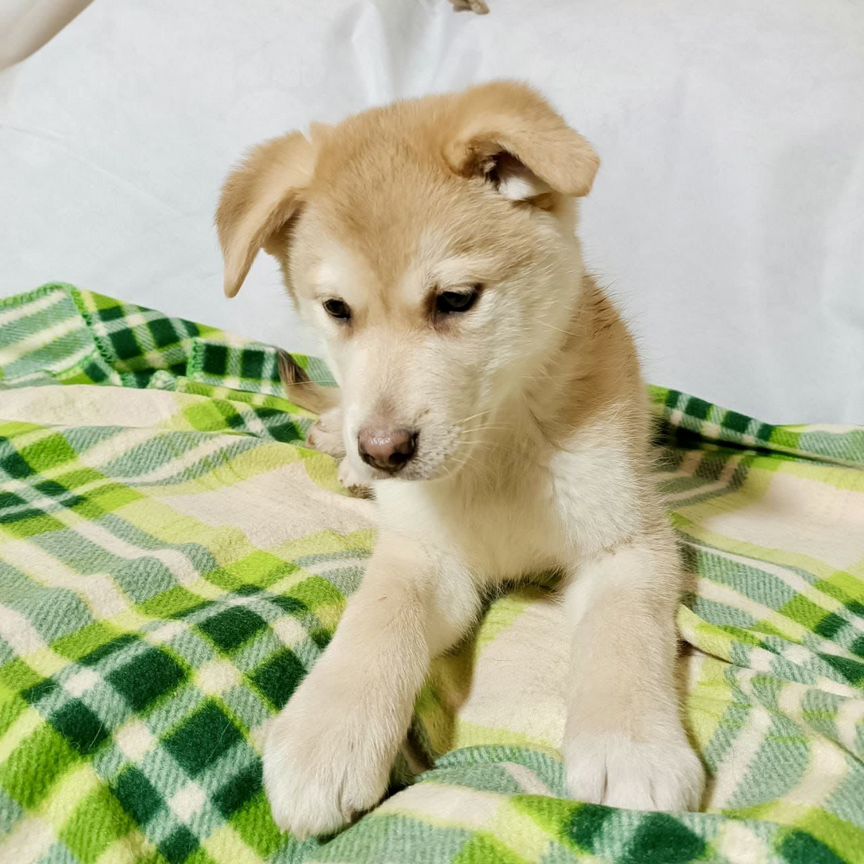 Щенок в добрые руки бесплатно