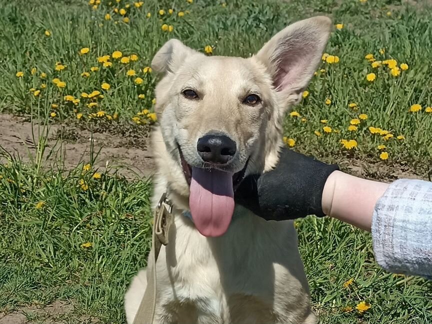 Щенок Гарди, 6 месяцев