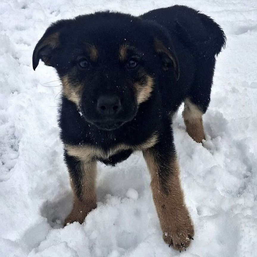 Отдам в добрые руки