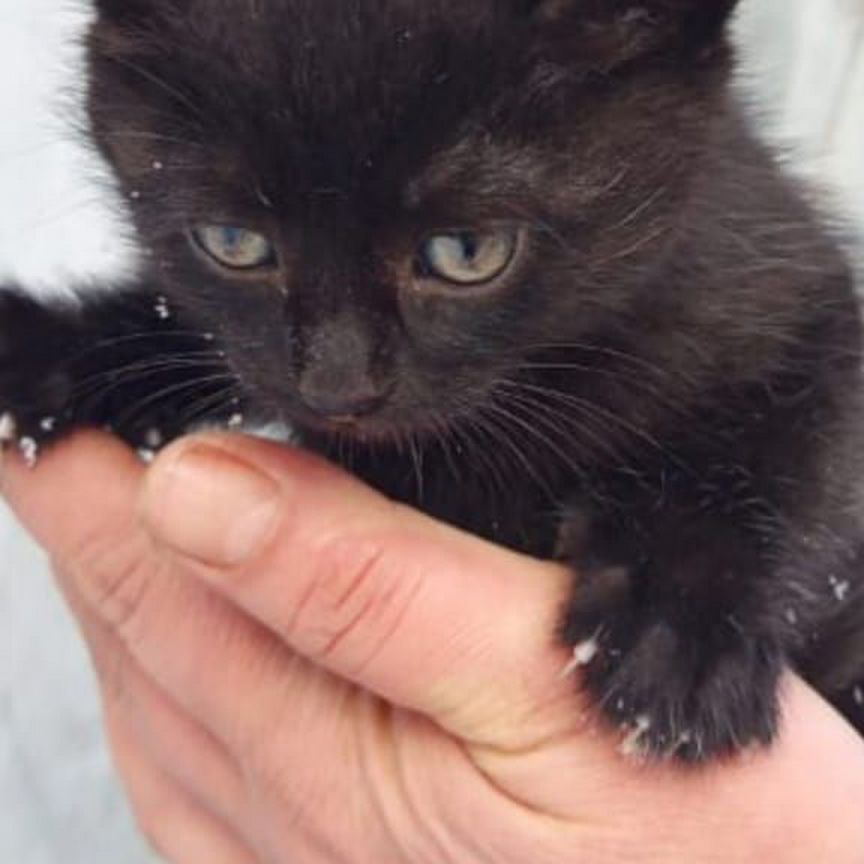 Черный котенок в добрые руки