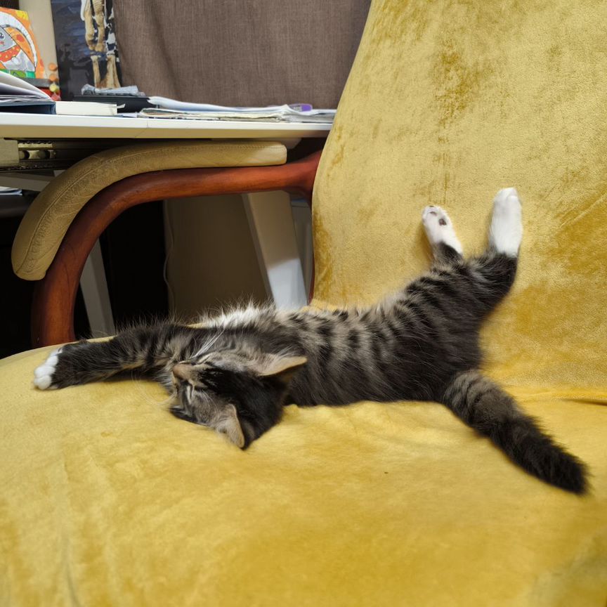Котята в добрые руки бесплатно приучены к лотку