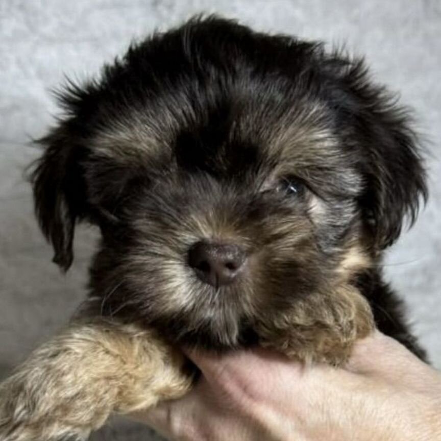 Щенки бивер йорка шоколад