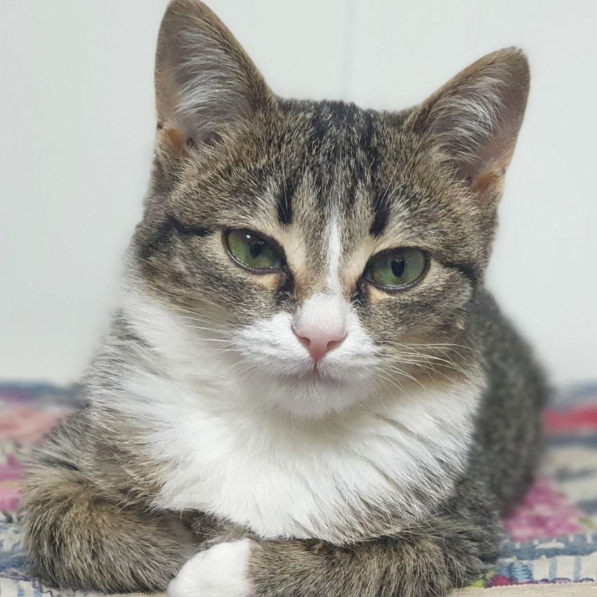 Кот Василий в добрые руки
