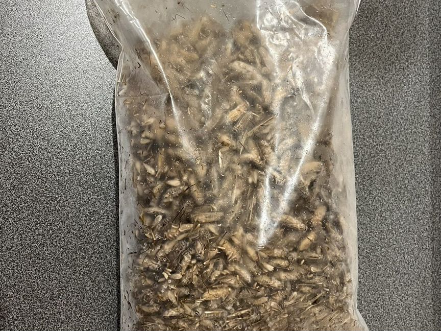 Сверчки (имаго) домовые замороженные