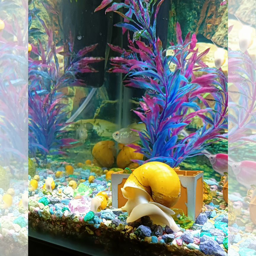 Улитки аквариумные