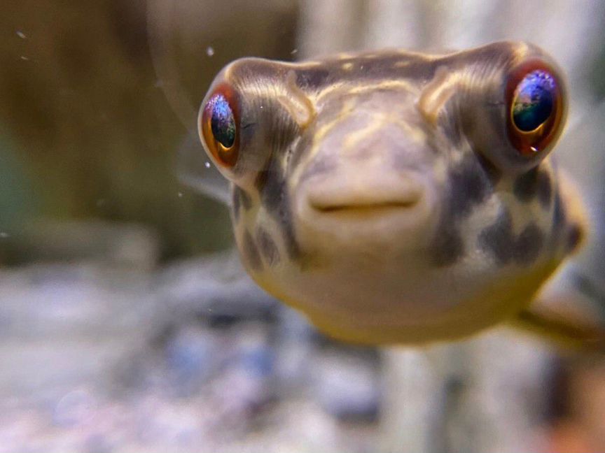 Тетраодон фахака