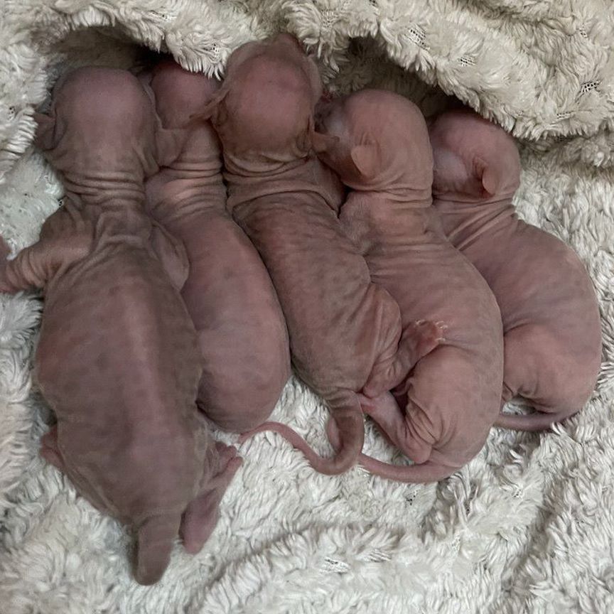 Канадский сфинкс котёнок