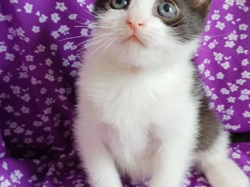 Котенок малыш