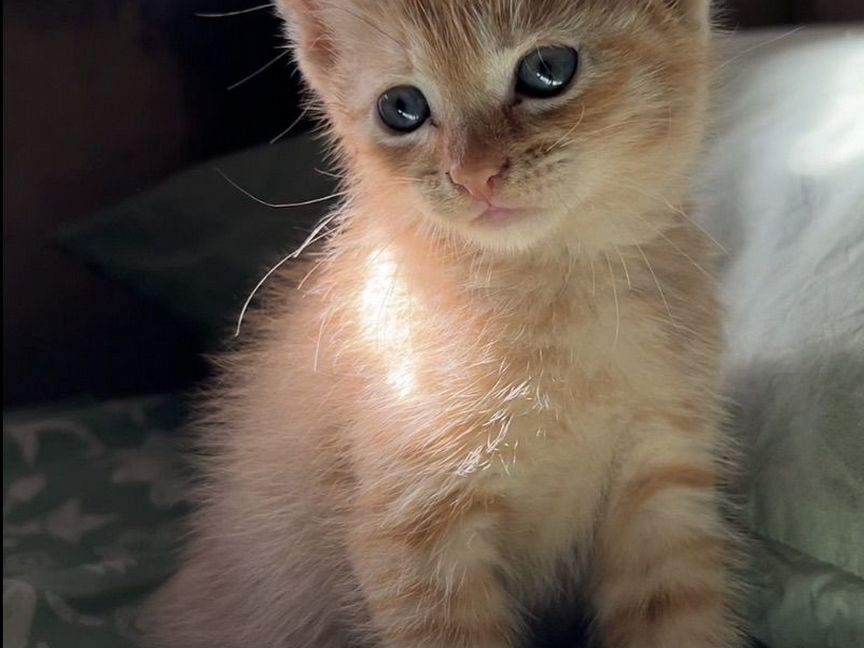 Котенок