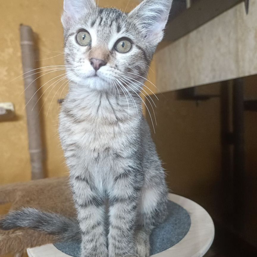 Котенок Нюша в добрые руки