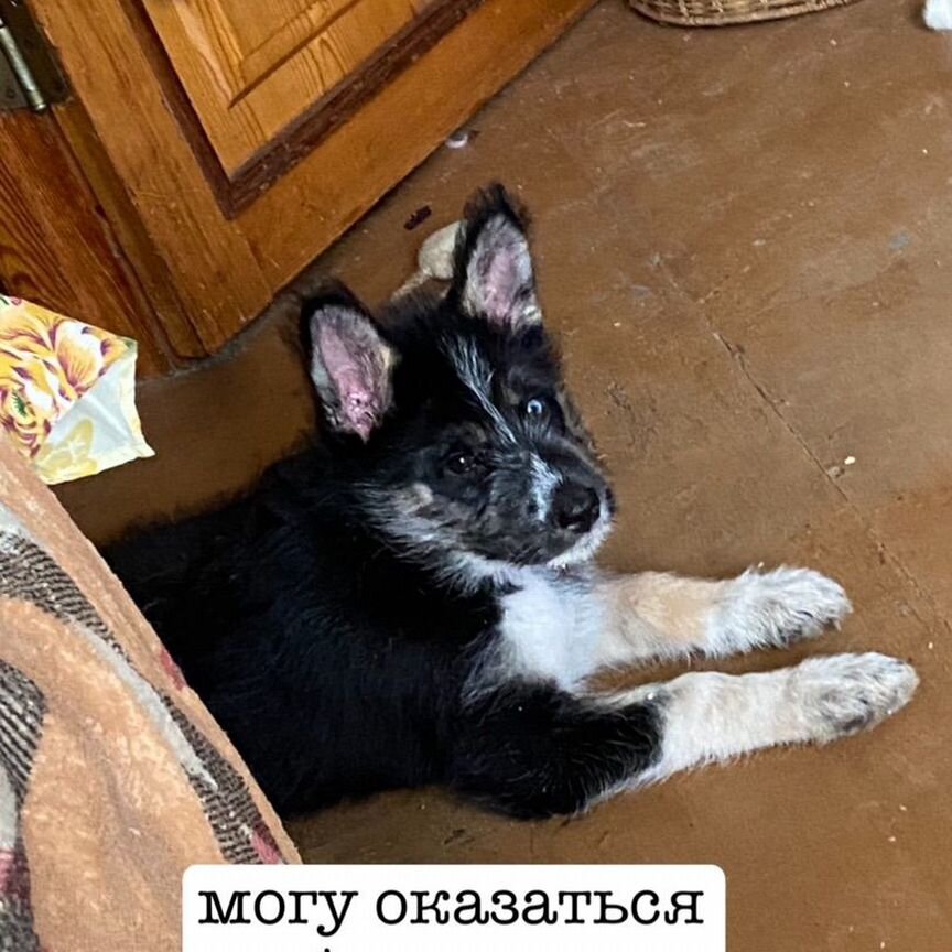 Щенок хаски