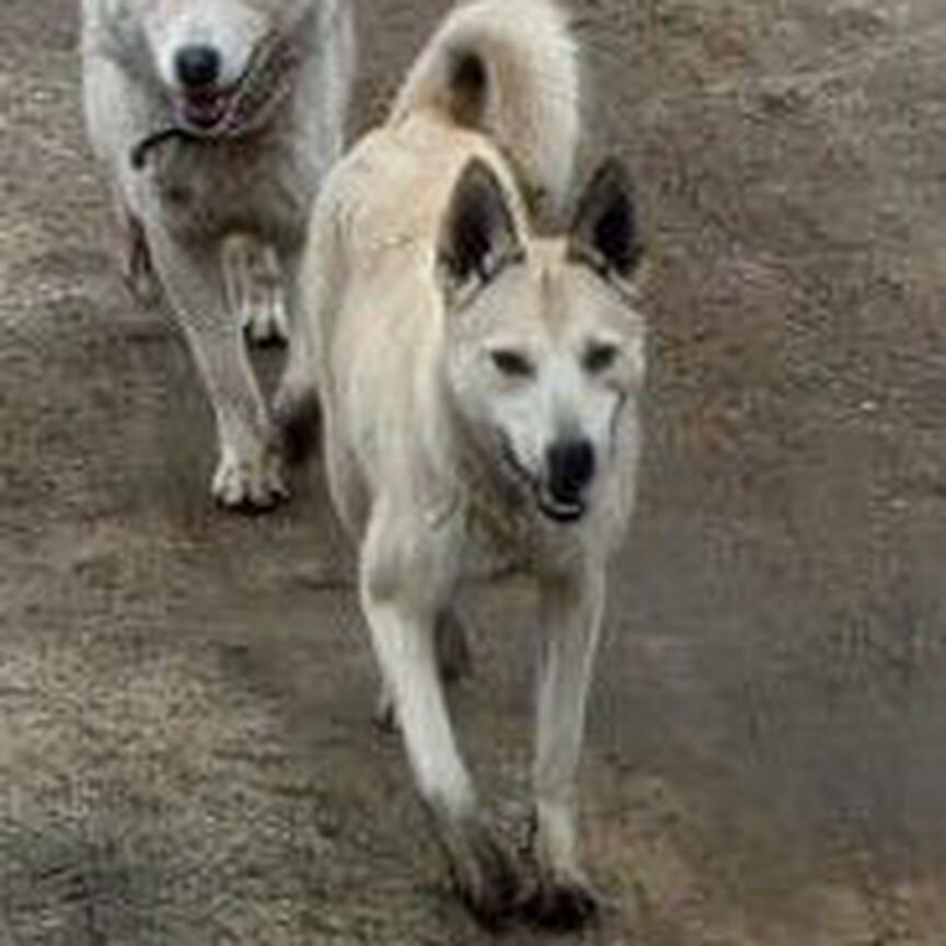 Лайка, взрослая собака