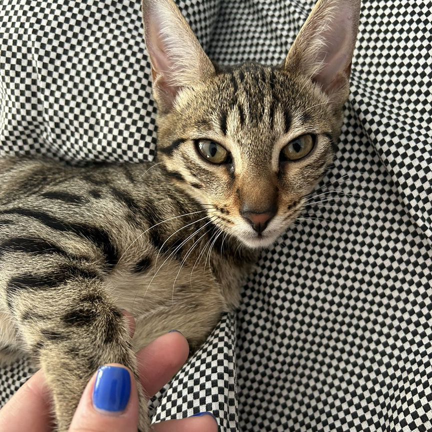 Бенгальская